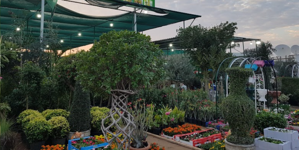Top 10 Cactus and Succulent Plant Nurseries in Dubai for 2025